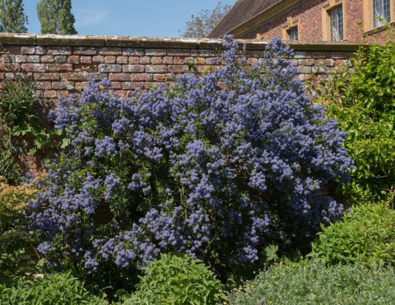 Ceanothus ‘California Lilac’ Growing Guide: This Plant Is An Absolute Bee Magnet! | Horticulture ...