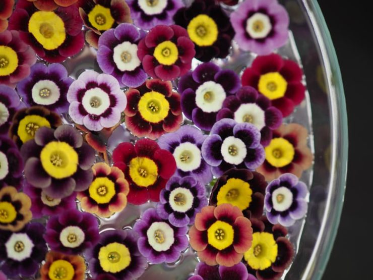 How To Grow Auriculas - Plant Care & Growing | Horticulture