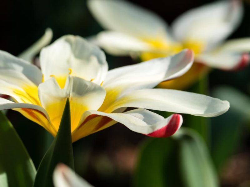 20 White Flowering Shrubs With RHS Awards For Garden Merit ...