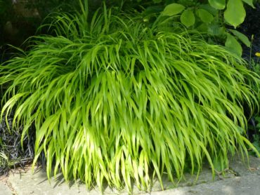 12 Small, Short & Low Ornamental Grasses | Horticulture.co.uk
