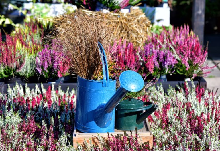 5 Tips To Rejuvenate Garden Heather | Horticulture.co.uk