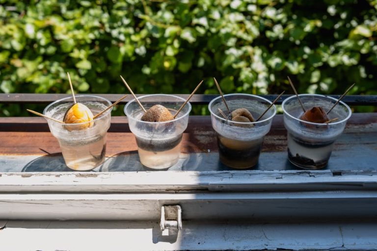 How To Grow An Avocado Stone In 6 Steps | Horticulture.co.uk