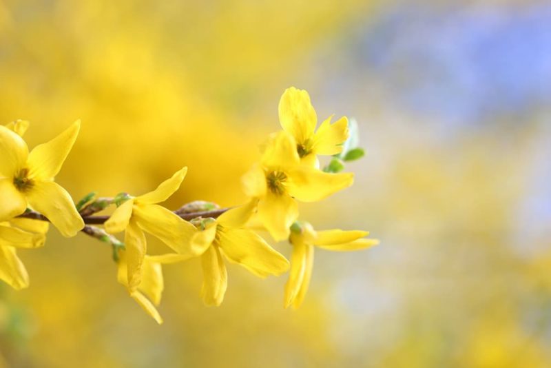 14 Brilliant Yellow Forsythia Varieties | Horticulture.co.uk