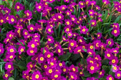 16 Auricula Varieties Chosen By Gardeners, With Many Incredible Award ...