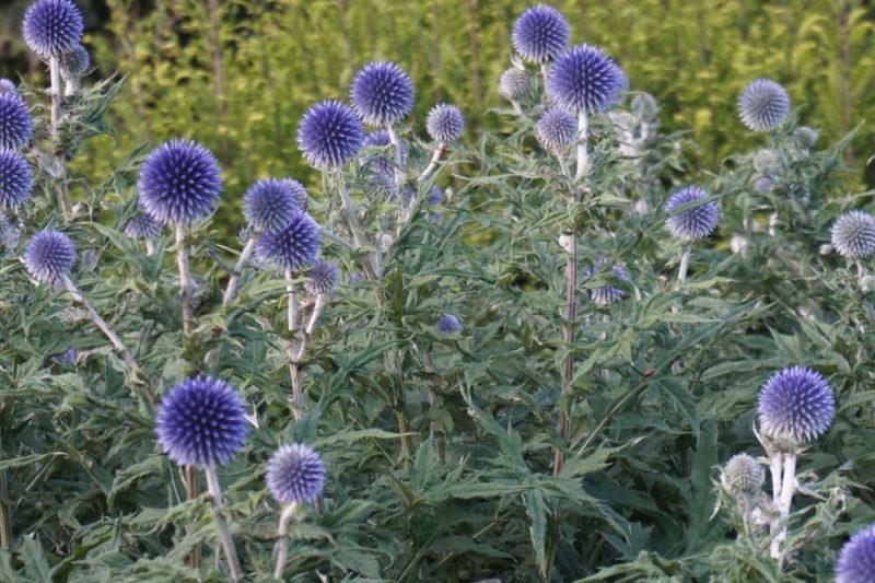 17 Types Of Thistles To Grow In Your Garden | Horticulture