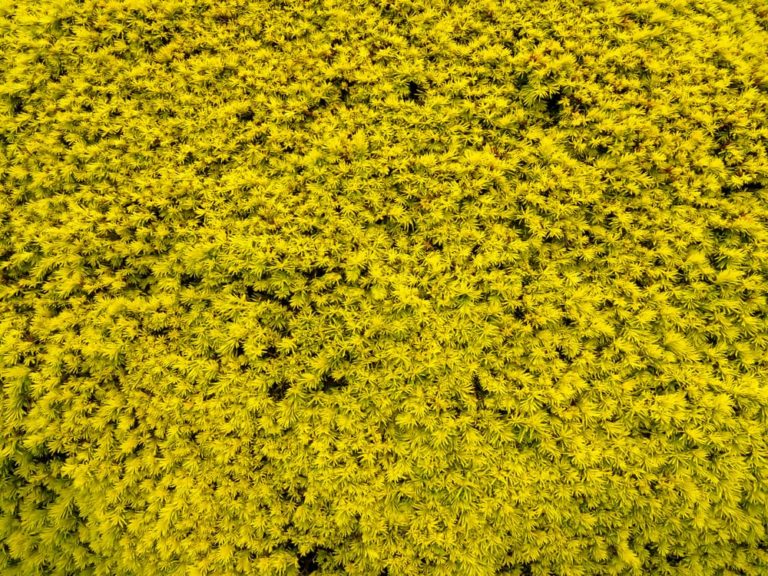 12 Versatile Yellow-Flowering Shrubs You'll Love For Bold Garden Colour ...