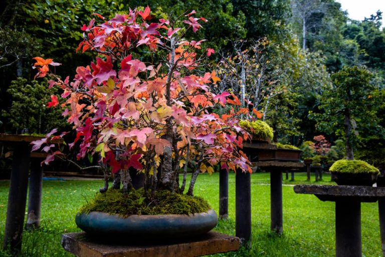 20 Small Trees That Grow Well In Pots | Horticulture.co.uk