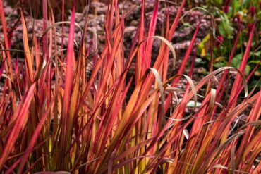 12 Short And Low Growing Grasses Chosen By Horticulturists To Match Any ...