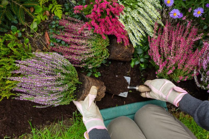 Woody Or Leggy Heather? Expert Nursery Growers Share 5 Rejuvenation ...