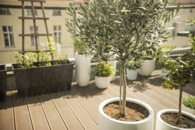 20 Small Trees That Grow Well In Pots | Horticulture.co.uk