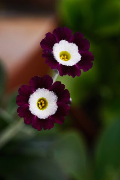 16 Auricula Varieties Chosen By Gardeners, With Many Incredible Award ...