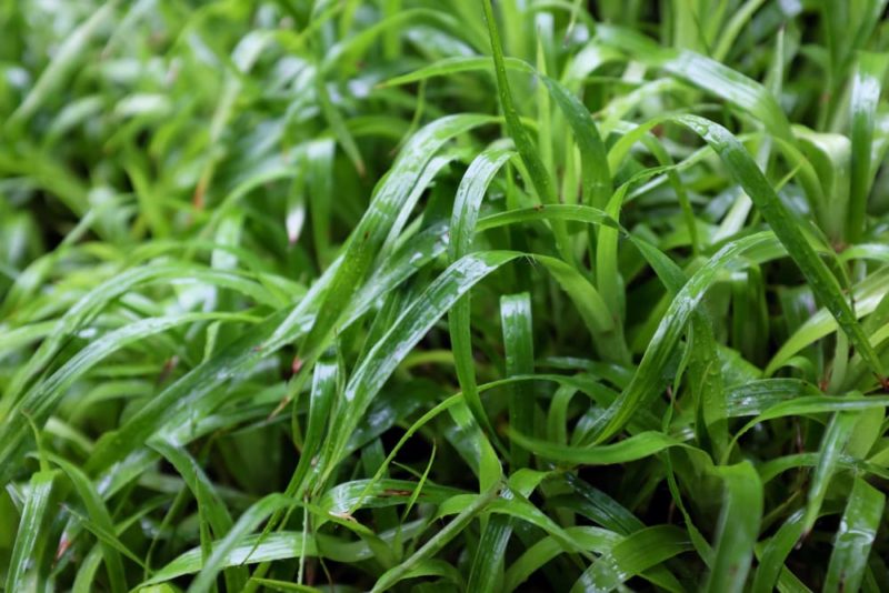 12 Short And Low Growing Grasses Chosen By Horticulturists To Match Any ...