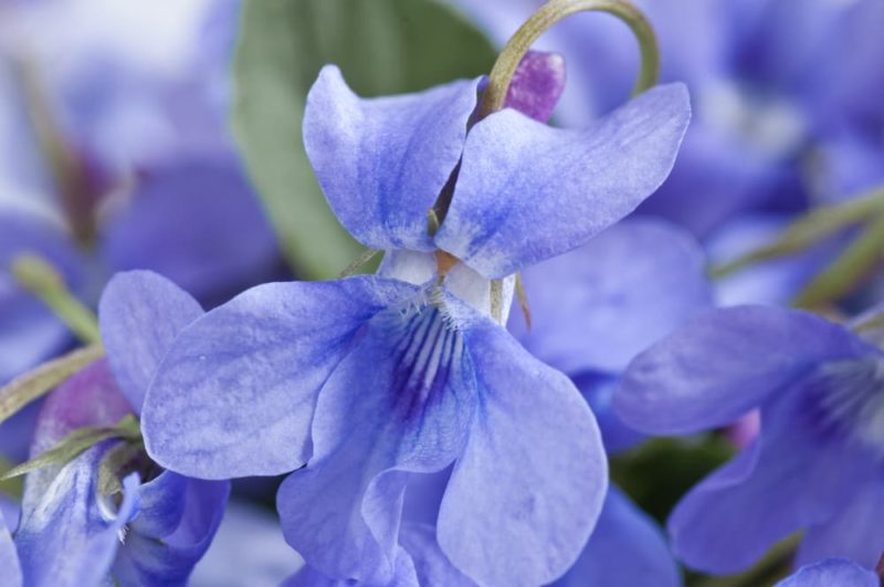"There's More Than Just Bluebells" - Choosing 12 Blue Coloured ...