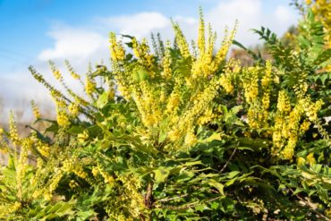 12 Versatile Yellow-Flowering Shrubs You'll Love For Bold Garden Colour ...