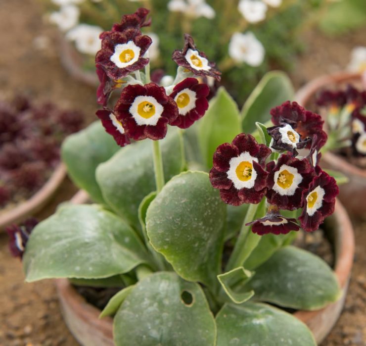 How To Grow Auriculas - Begin By Growing Border, Garden Or Alpine Types ...