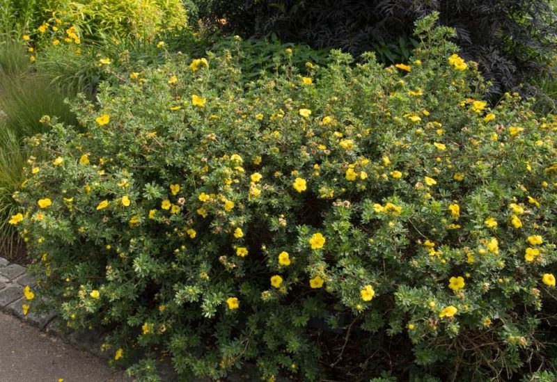 12 Versatile Yellow-Flowering Shrubs You'll Love For Bold Garden Colour ...