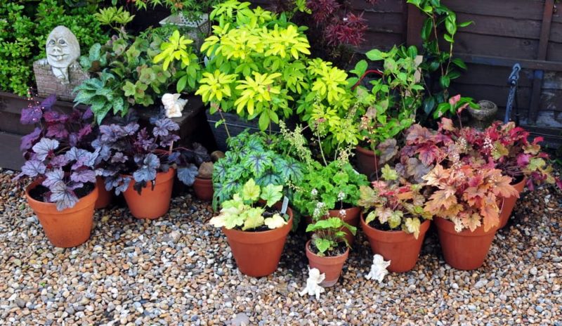 20 Perennials Suited To Growing In Pots | Horticulture.co.uk