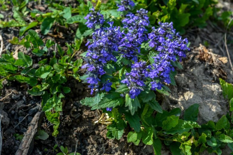 "There's More Than Just Bluebells" - Choosing 12 Blue Coloured ...
