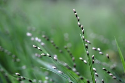 12 Small, Short & Low Ornamental Grasses | Horticulture.co.uk