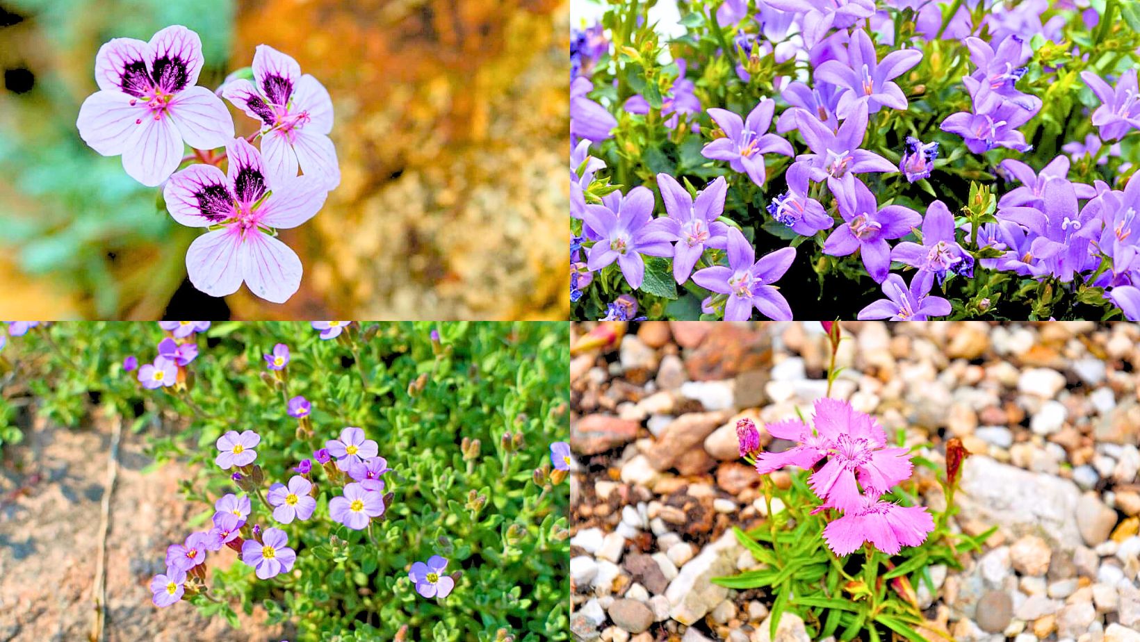 Learn To Grow An Alpine Rock Garden With Inspiration From RHS Harlow ...