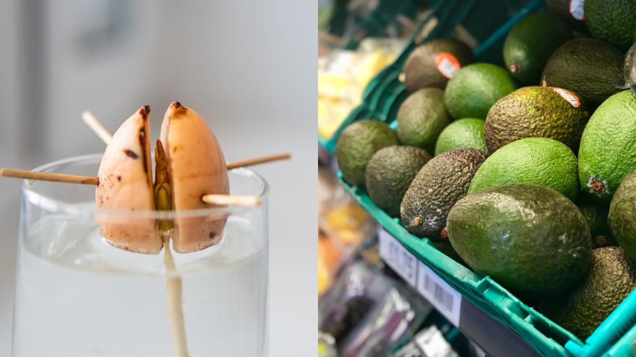 How To Grow An Avocado Stone In 6 Steps | Horticulture.co.uk