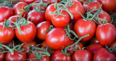 Growing Gardener's Delight With Dan Ori (One Of The Sweetest Tomato ...