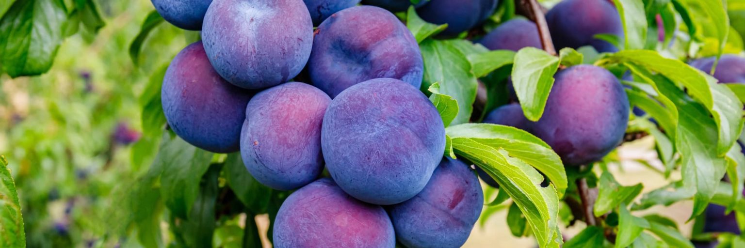 12 Types Of Plums To Grow In The UK | Horticulture.co.uk