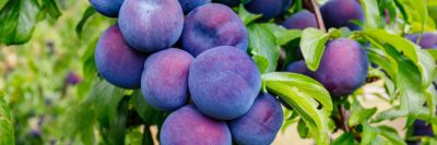 12 Types Of Plums To Grow In The UK | Horticulture.co.uk