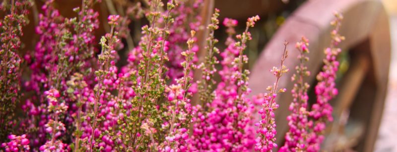 Woody Or Leggy Heather? Expert Nursery Growers Share 5 Rejuvenation ...