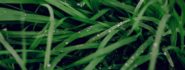 12 Short And Low Growing Grasses Chosen By Horticulturists To Match Any ...