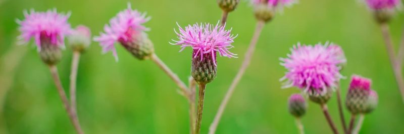 17 Types Of Thistles With Native, Naturalised And Even Edible Options ...