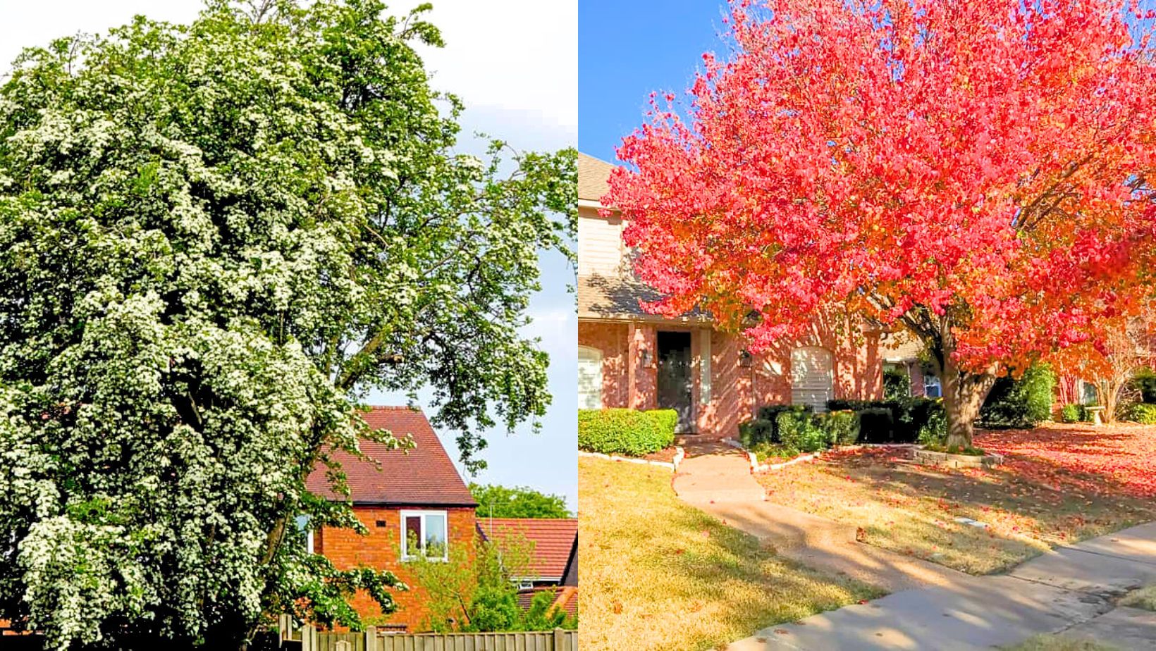5 Best Trees That Can Be Planted Close To A House, With Advice From Roy ...