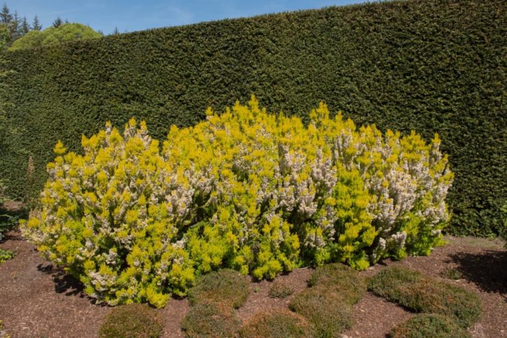 Erica Arborea 'Tree Heather' Care & Growing | Horticulture