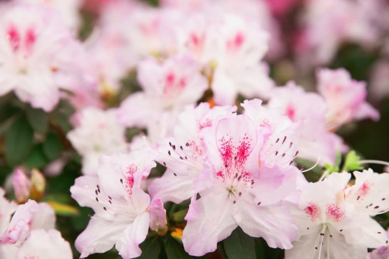 Azalea vs Rhododendron - What Is The Difference?