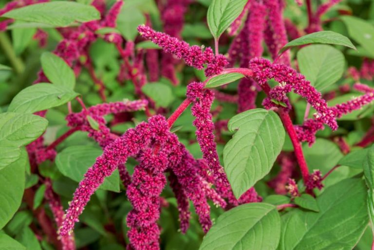 25 Stunning Flowers To Plant (Or Sow) In April | Horticulture