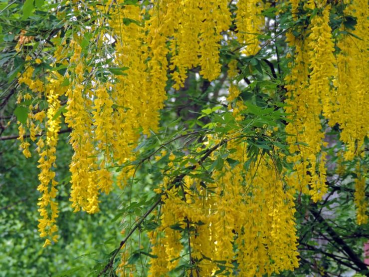 Grow A Laburnum Tree For An Incredible Display Of Cascading Yellow ...