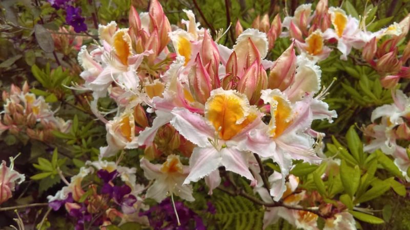 There Are 10,000+ Azalea Varieties Out There - But These Are Our ...