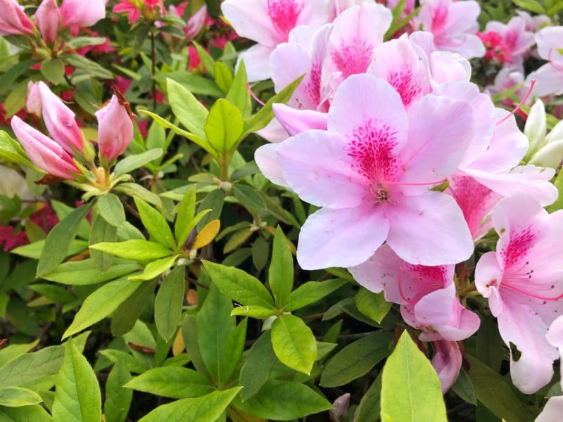Azalea Shrub Plant Care & Growing Tips | Horticulture.co.uk