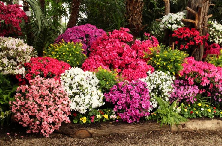 'Keep The Soil Moist' - Gardeners Share Important Azalea Growing Advice ...