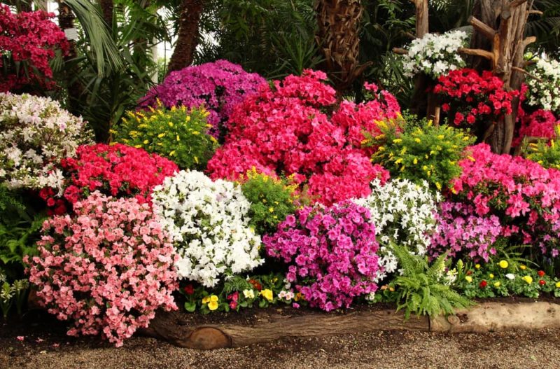 'Keep The Soil Moist' - Gardeners Share Important Azalea Growing Advice ...