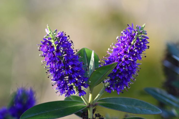 How To Grow And Care For Hebe According To Professional Grower Charlie ...