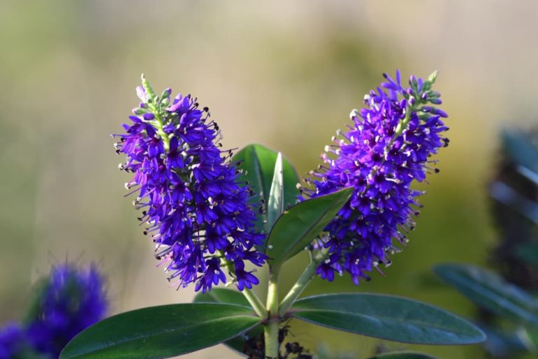 How To Grow And Care For Hebe According To Professional Grower Charlie ...