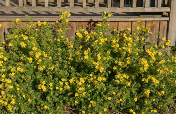 Growing Potentilla ‘Cinquefoils’: A Shrub Suited To A Wide Range Of ...