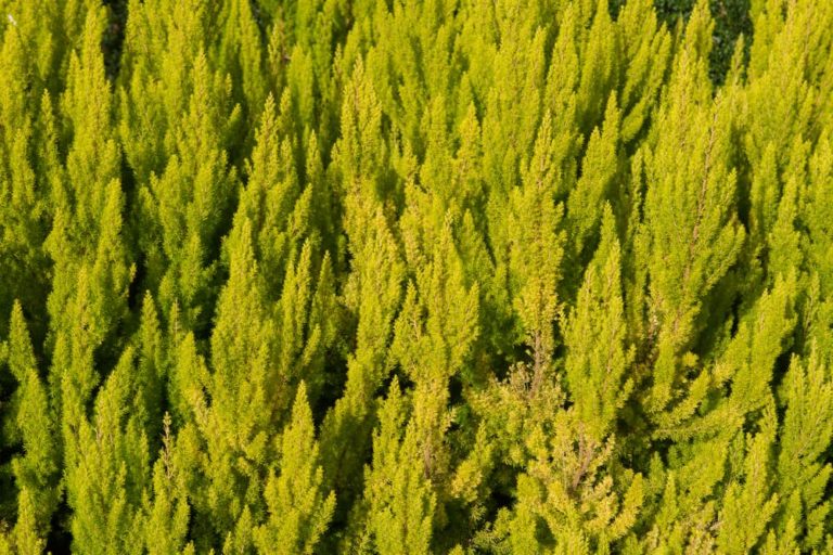 Erica Arborea 'Tree Heather' Care & Growing | Horticulture