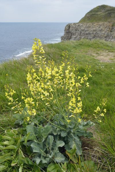 Growing Spring Cabbage | Horticulture Magazine