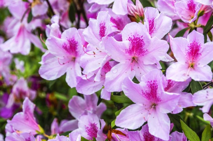 7 Problems Azalea Growers Might Encounter, Including Leaf Drop And Bud ...