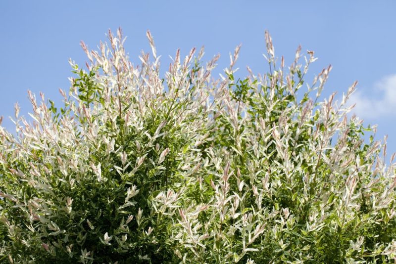 Growing Salix Integra: 'Perfect For A Small Garden, With Great Autumn ...