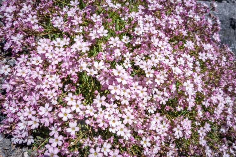 11 Ornate Gypsophila Varieties Including Florist’s Gyp - 'This Genus ...