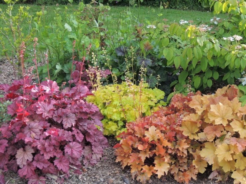 Grow Heuchera ‘Coral Bells’ For Pronounced Foliage That Changes Colour ...
