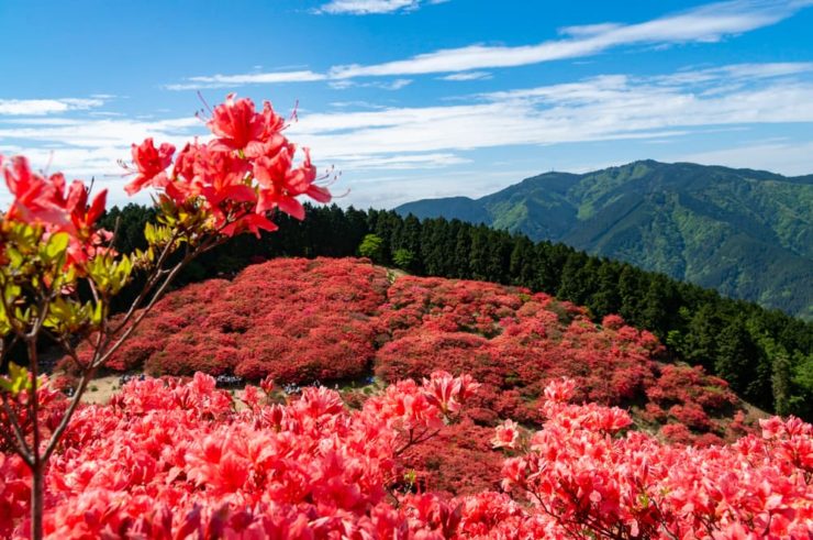 'Keep The Soil Moist' - Gardeners Share Important Azalea Growing Advice ...